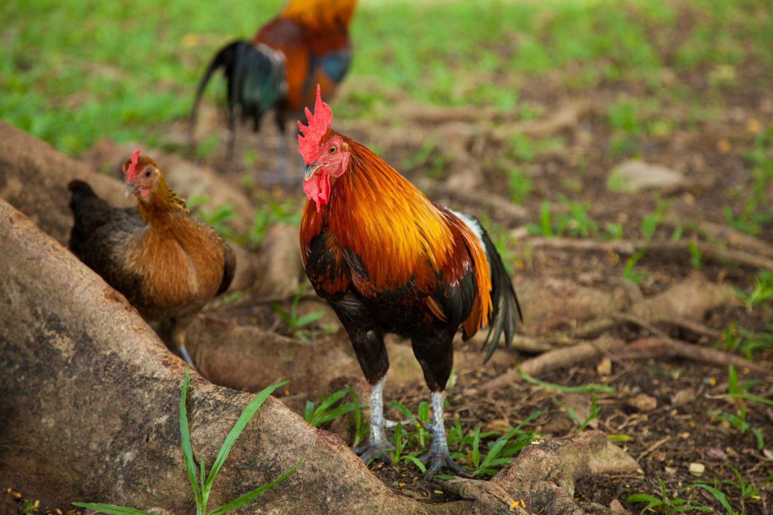 Glossary of Terms Every Backyard Chicken Keeper Needs to Know - Stay at ...